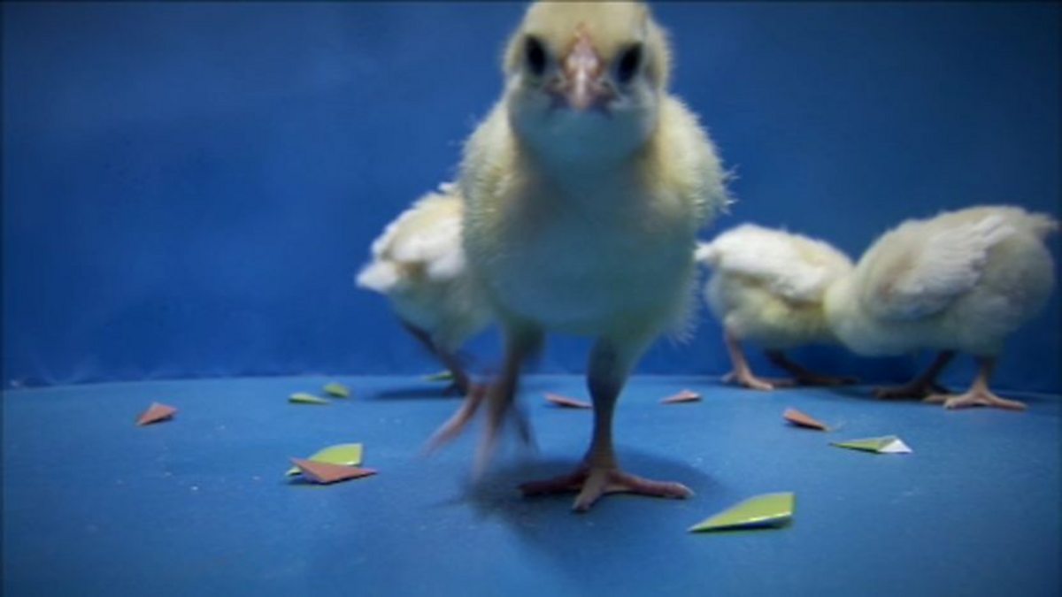 BBC Two - The Private Life of..., Chickens, Introduction To Chickens