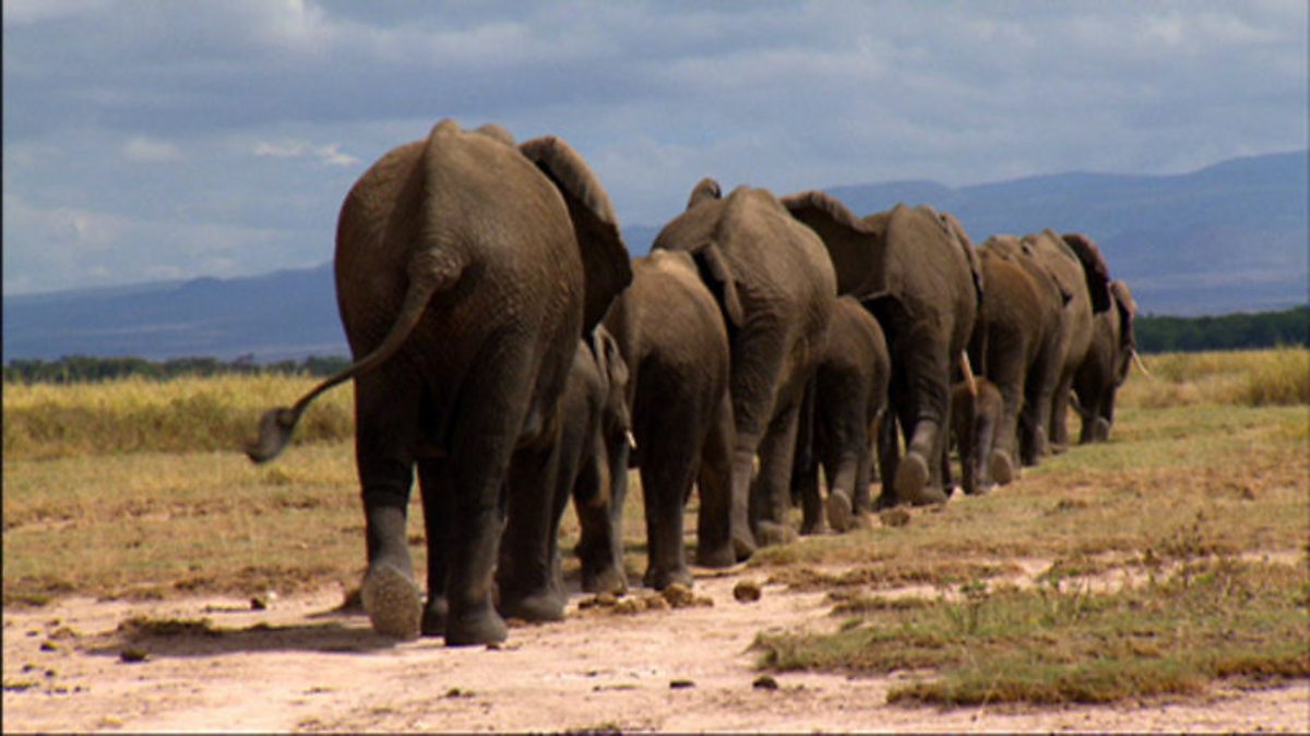 BBC Two - Natural World, 2010-2011, Echo - An Unforgettable Elephant ...