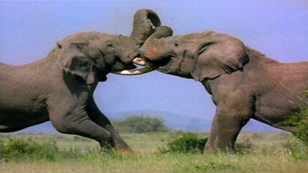 BBC Two - Natural World, 1995-1996, Echo of the Elephants: the Next Generation, Scarred for life