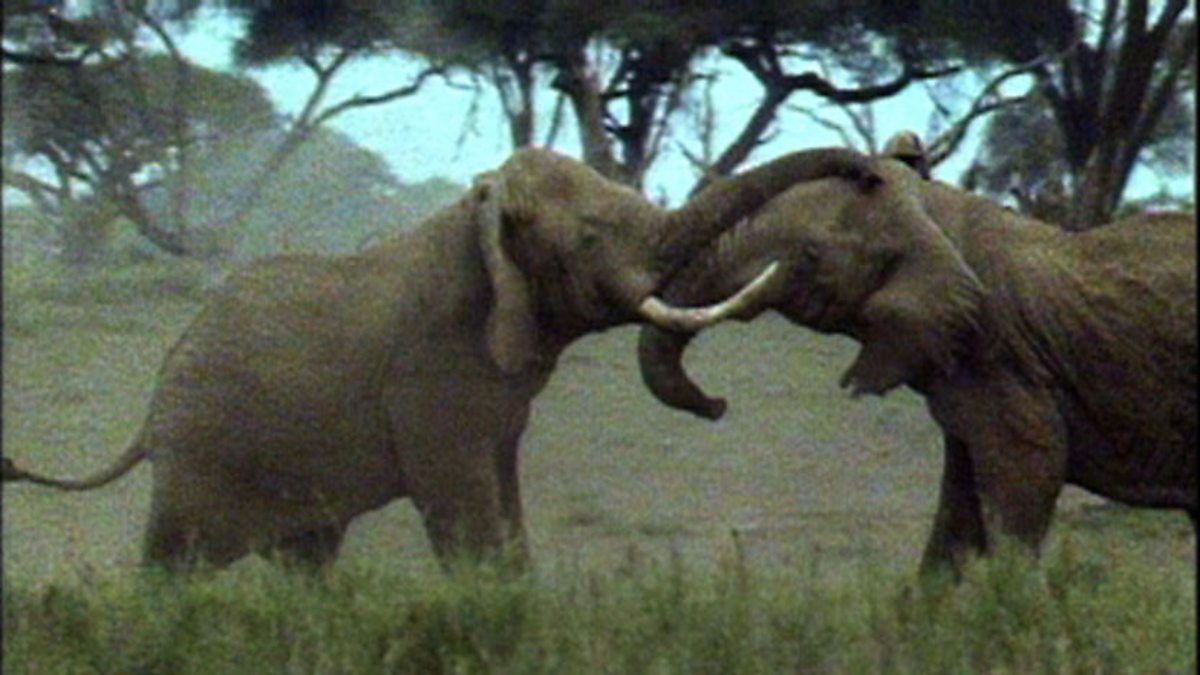 BBC Two - Natural World, 1992-1993, Echo of the Elephants, Tournament