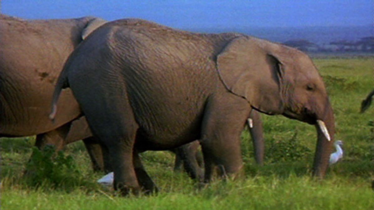 BBC Two - Natural World, 1995-1996, Echo of the Elephants: the Next Generation, Ely afflicted