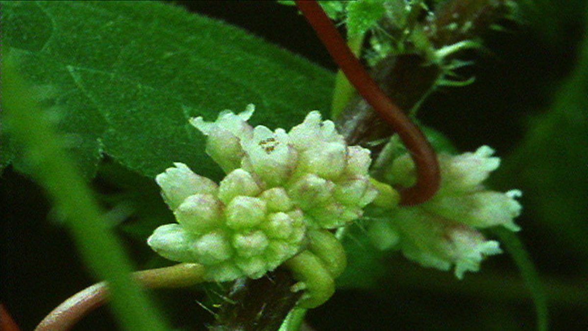 BBC Two - The Private Life of Plants, Living Together, Vampire plant