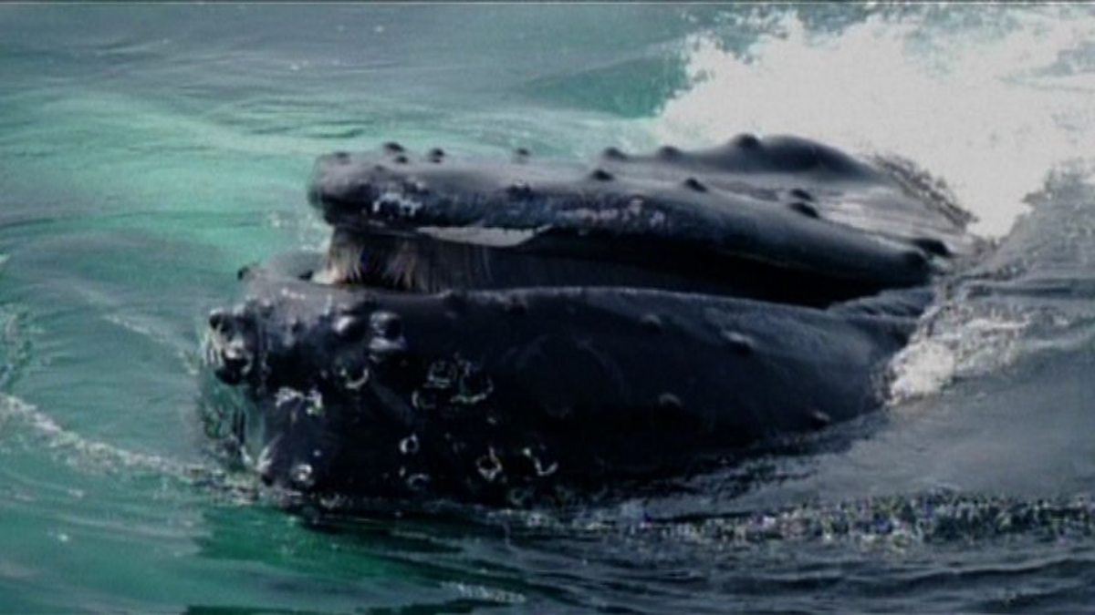 BBC Four - Arena, Philip Hoare's Guide to Whales, Baleen, Baleen Whales