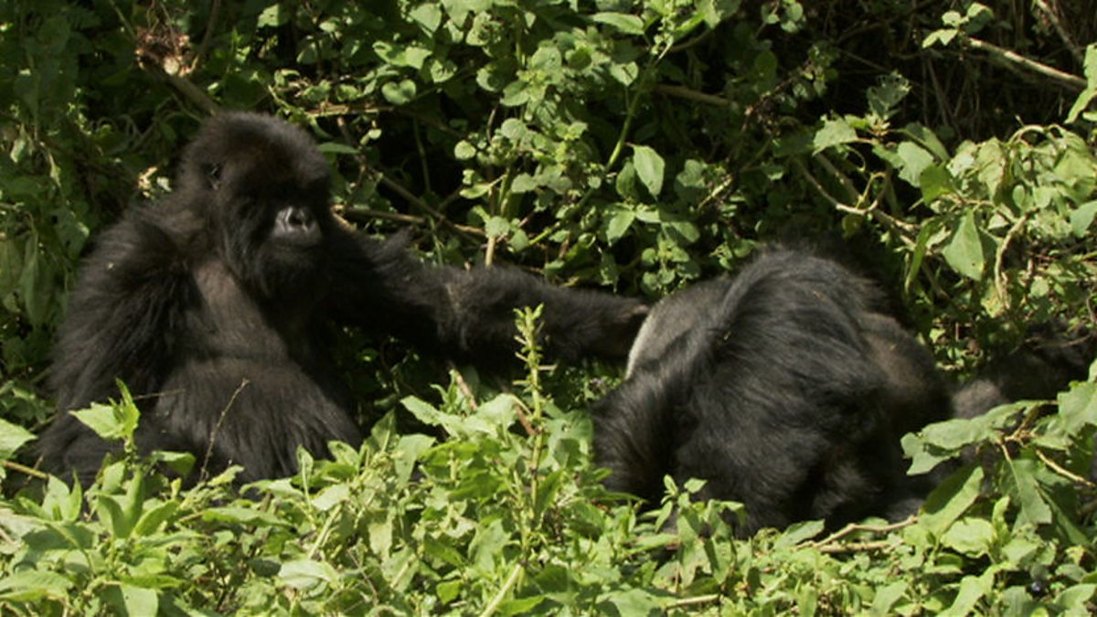 BBC Two - Mountain Gorilla, Last Stand of the Silverback King, Hounded