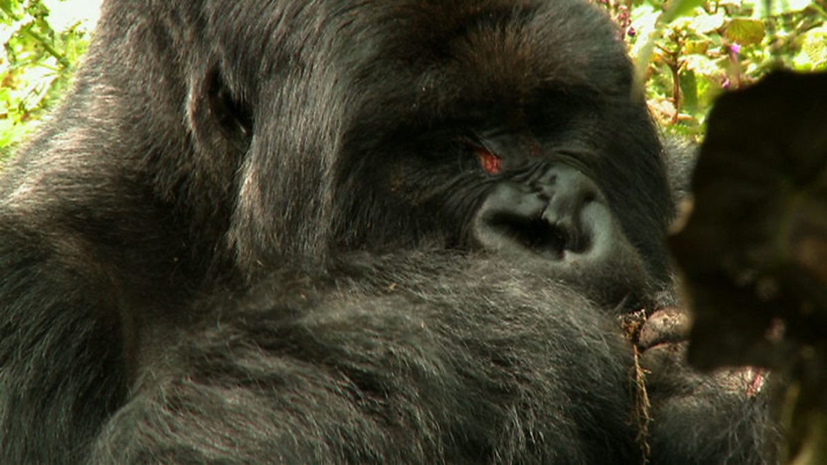 BBC Two - Mountain Gorilla, Last Stand of the Silverback King, Young ...