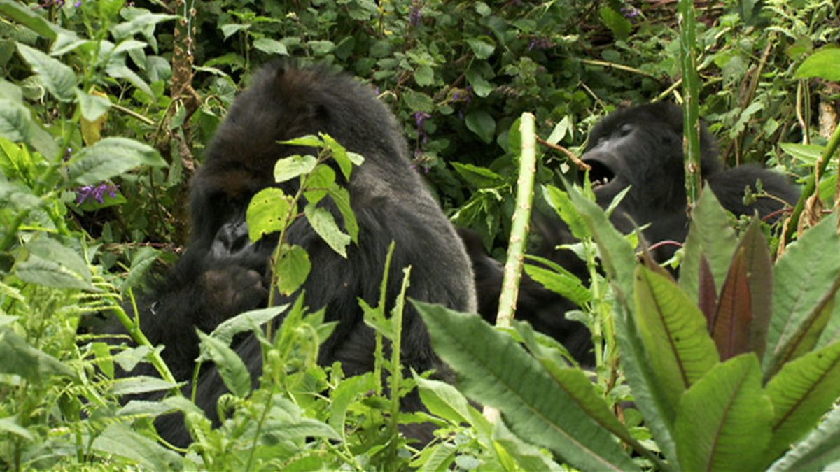 BBC Two - Mountain Gorilla, Last Stand of the Silverback King, Flight ...