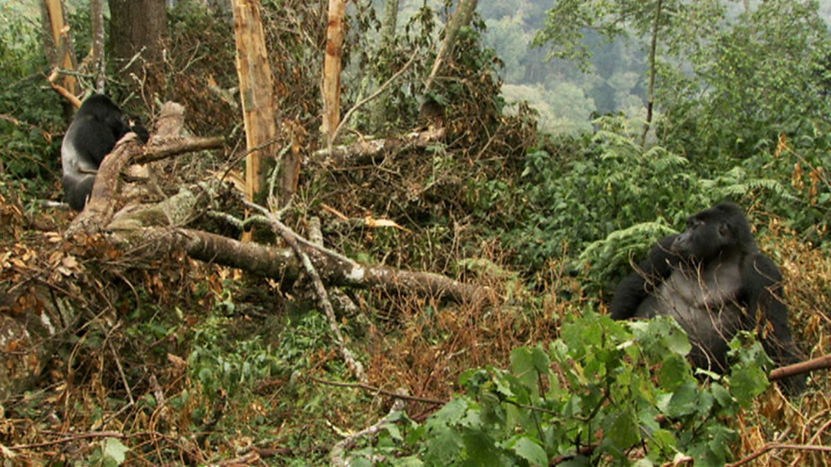 BBC Two - Mountain Gorilla, Last Stand of the Silverback King, Social ...