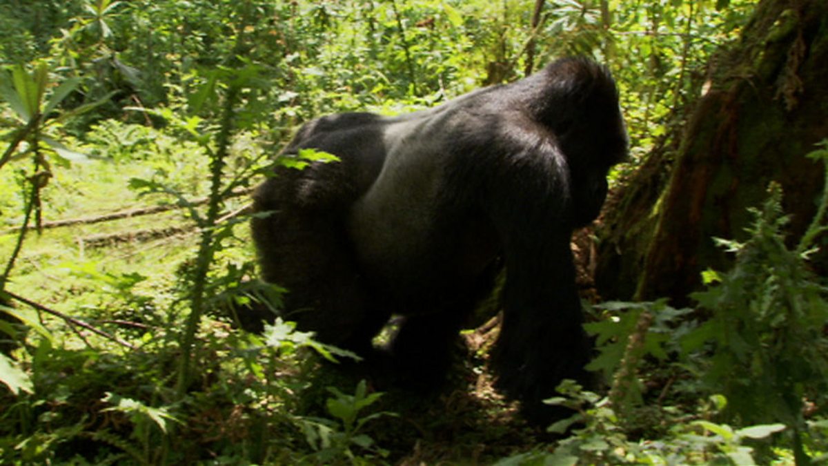 BBC Two - Mountain Gorilla, Last Stand of the Silverback King ...
