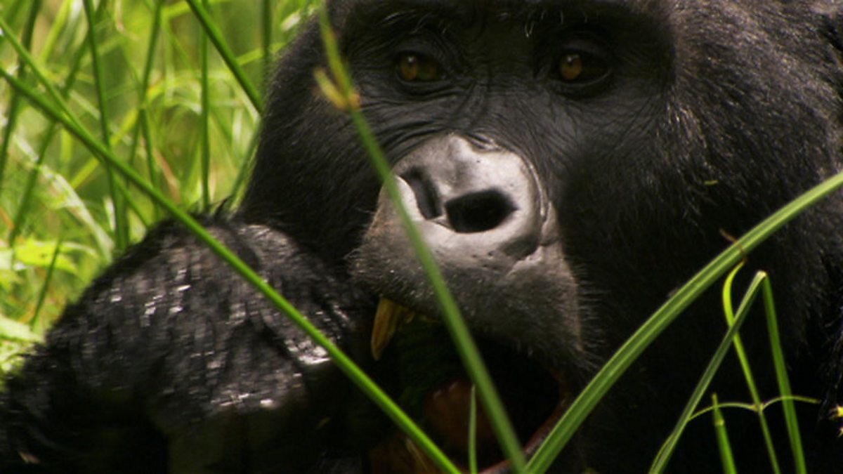 BBC Two - Mountain Gorilla, Last Stand of the Silverback King, Singing ...
