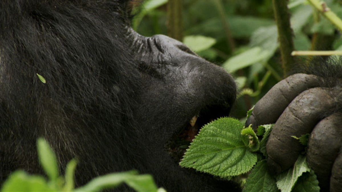 BBC Two - Mountain Gorilla, Last Stand of the Silverback King, Chest ...
