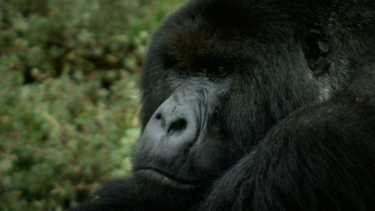BBC Two - Mountain Gorilla, Last Stand of the Silverback King ...