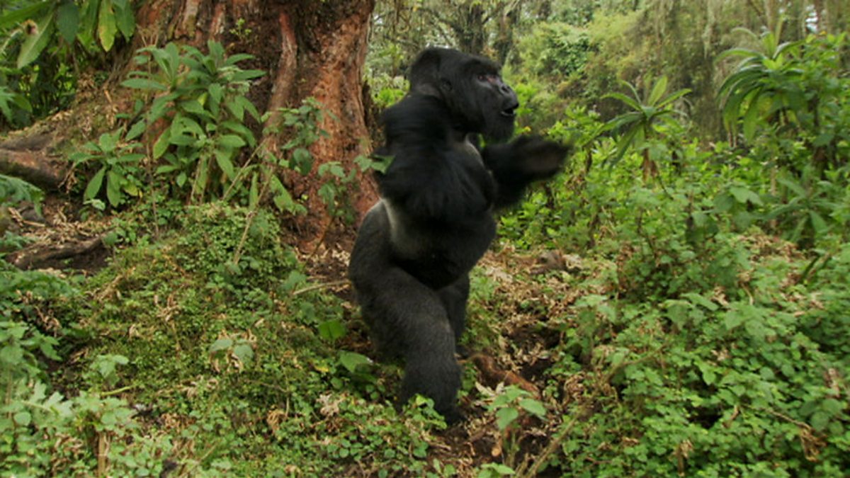 BBC Two - Mountain Gorilla, Last Stand of the Silverback King, The last ...