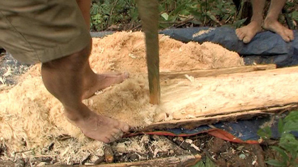 BBC Two - Tribe (2005), Series 3, Penan, Harvesting sago flour