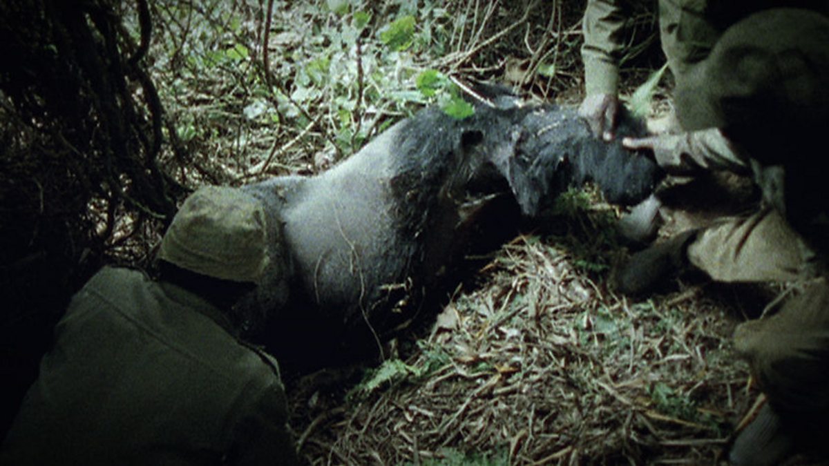BBC Two - Mountain Gorilla, Last Stand of the Silverback King, Titus ...