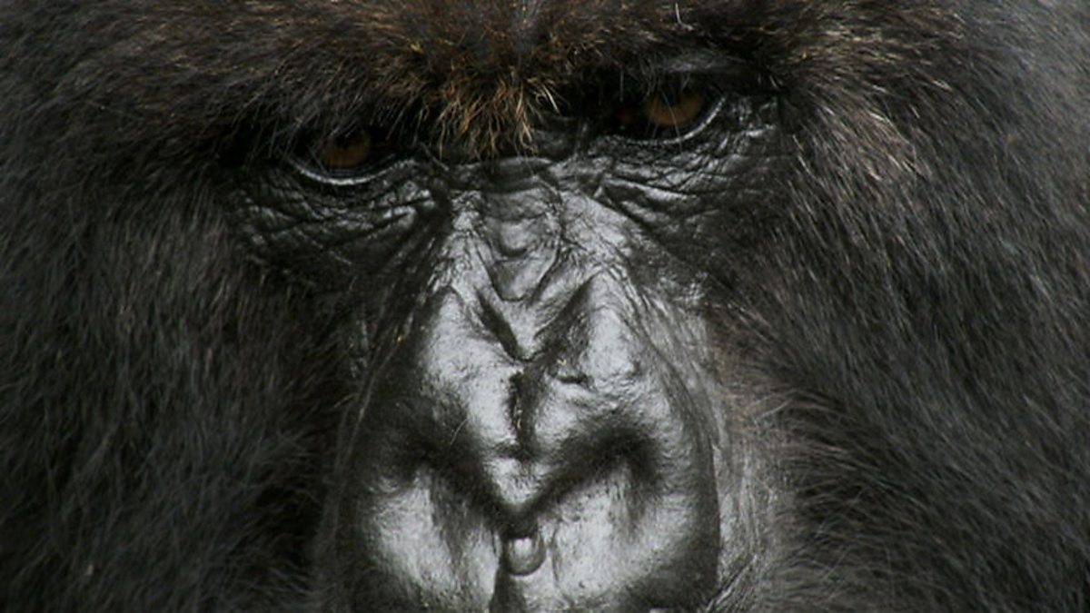 BBC Two - Mountain Gorilla, Last Stand of the Silverback King, Final rest