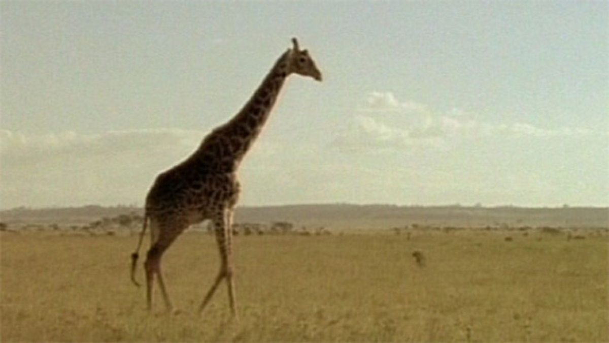 CBBC - ROAR Clips, Giraffe