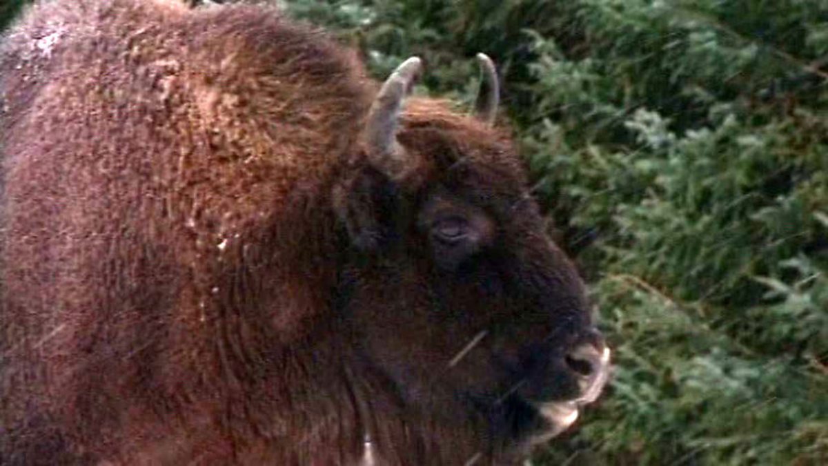 CBBC - ROAR Clips, ROAR Clips