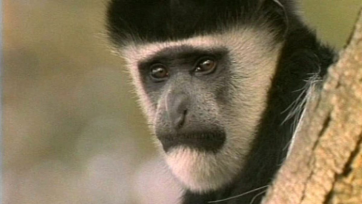 CBBC - ROAR Clips, The Colobus Monkey