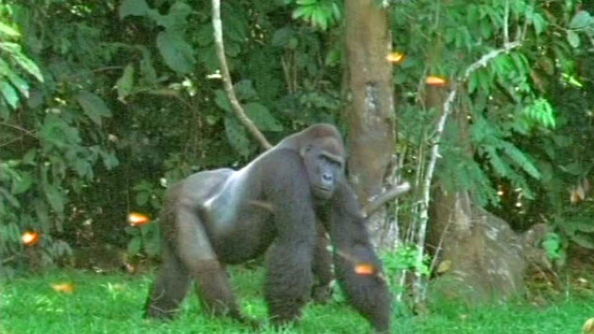 CBBC - ROAR Clips, The Gorilla