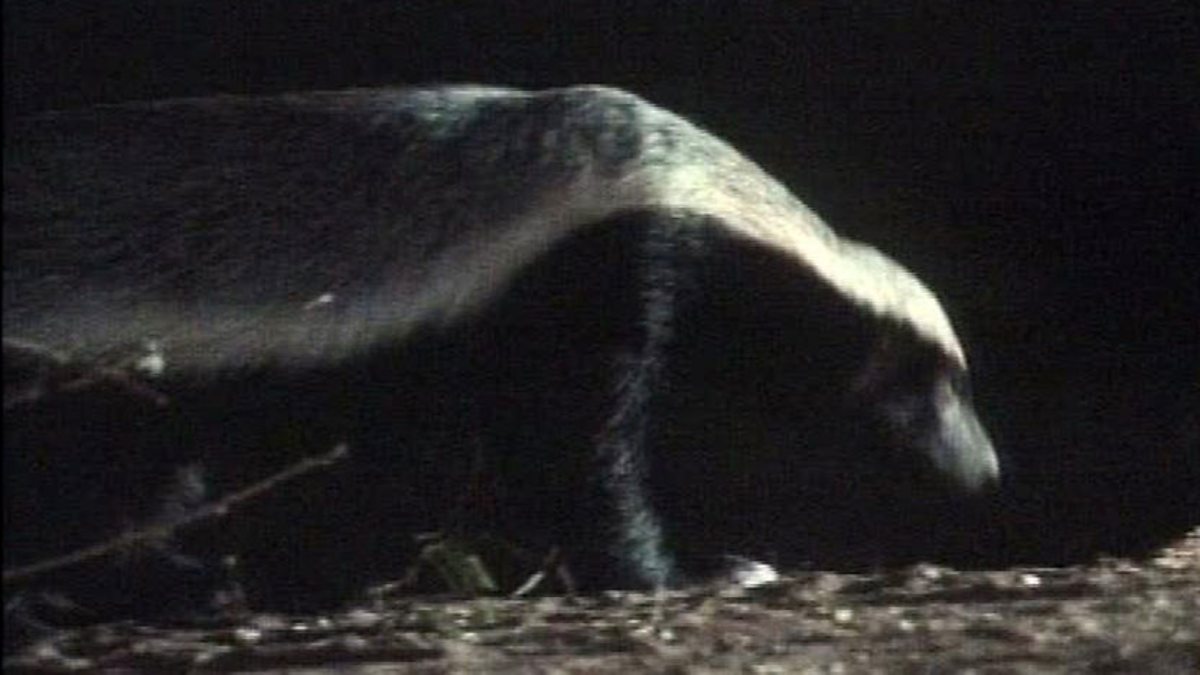 CBBC - ROAR Clips, The Honey Badger