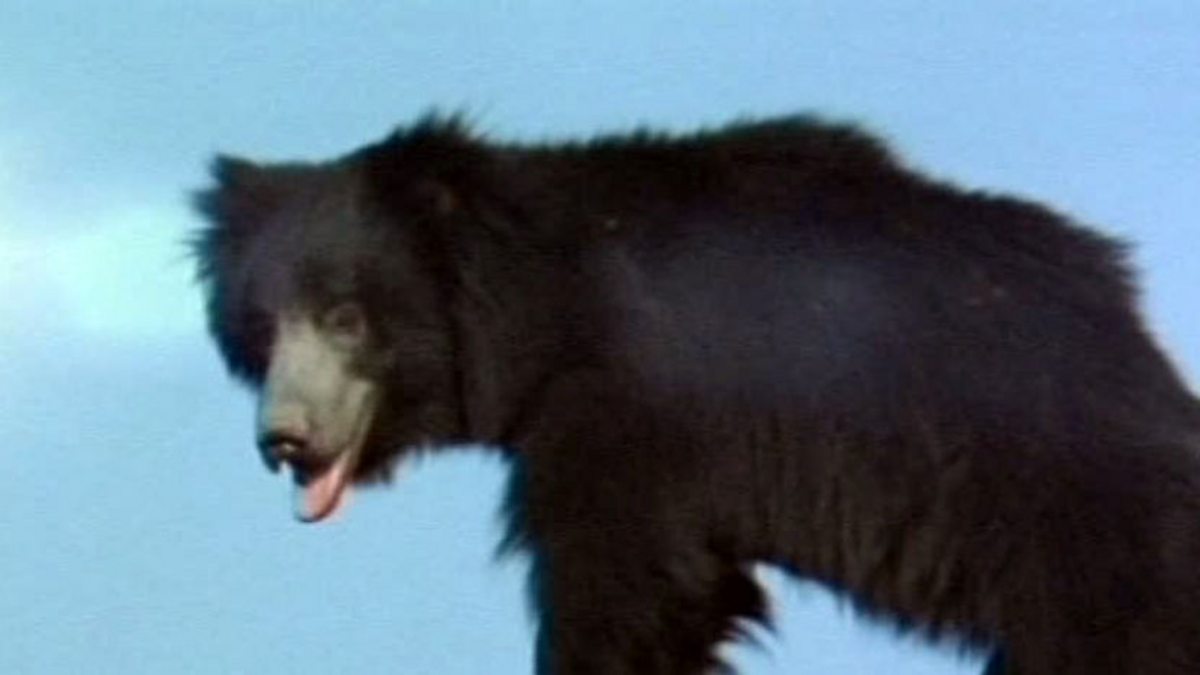 CBBC - ROAR Clips, Sloth Bear