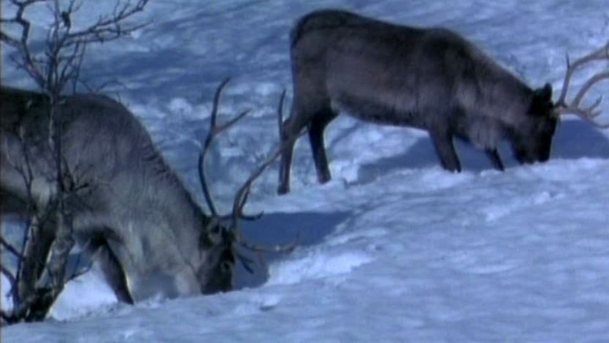 CBBC - ROAR Clips, Reindeer