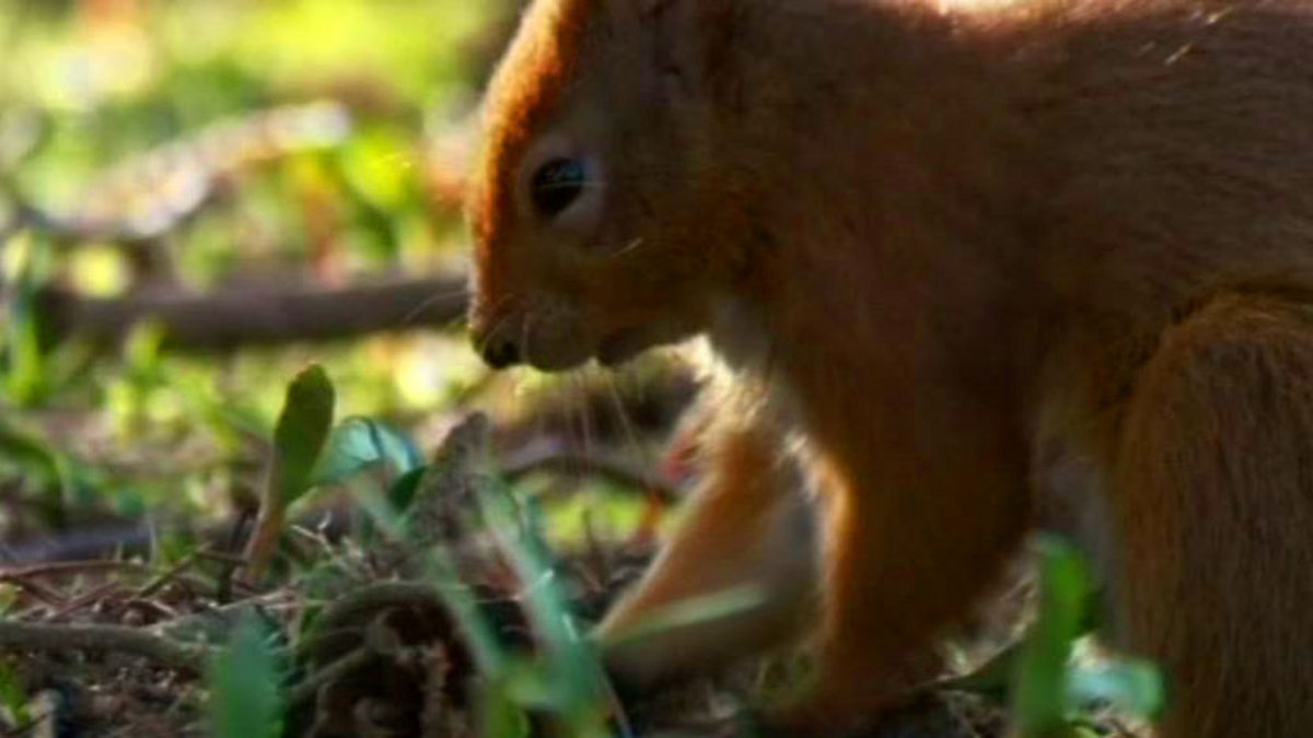 CBBC - ROAR Clips, Red Squirrel