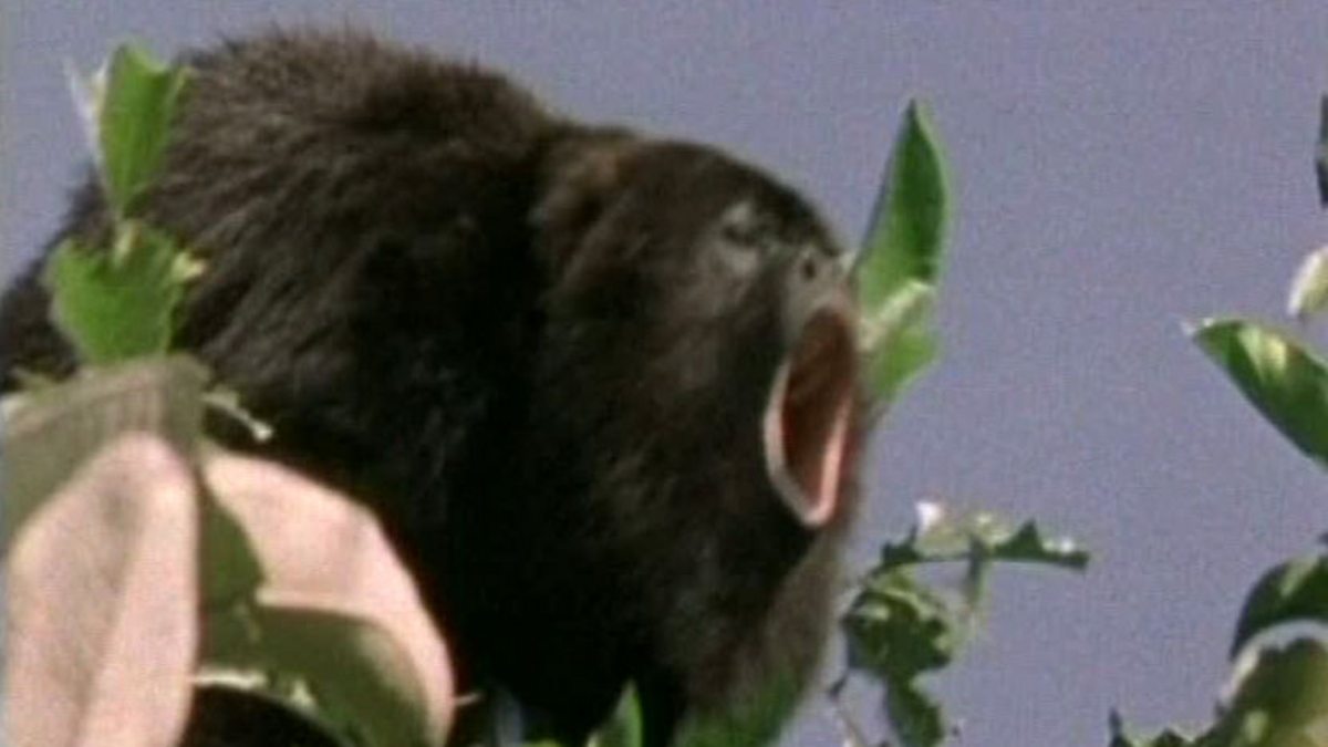 CBBC - ROAR Clips, Howler Monkey