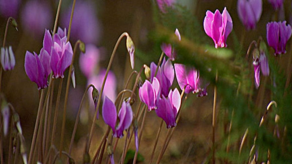 BBC Two - Gardeners' World, 2010, Episode 22, Gardeners' World ...