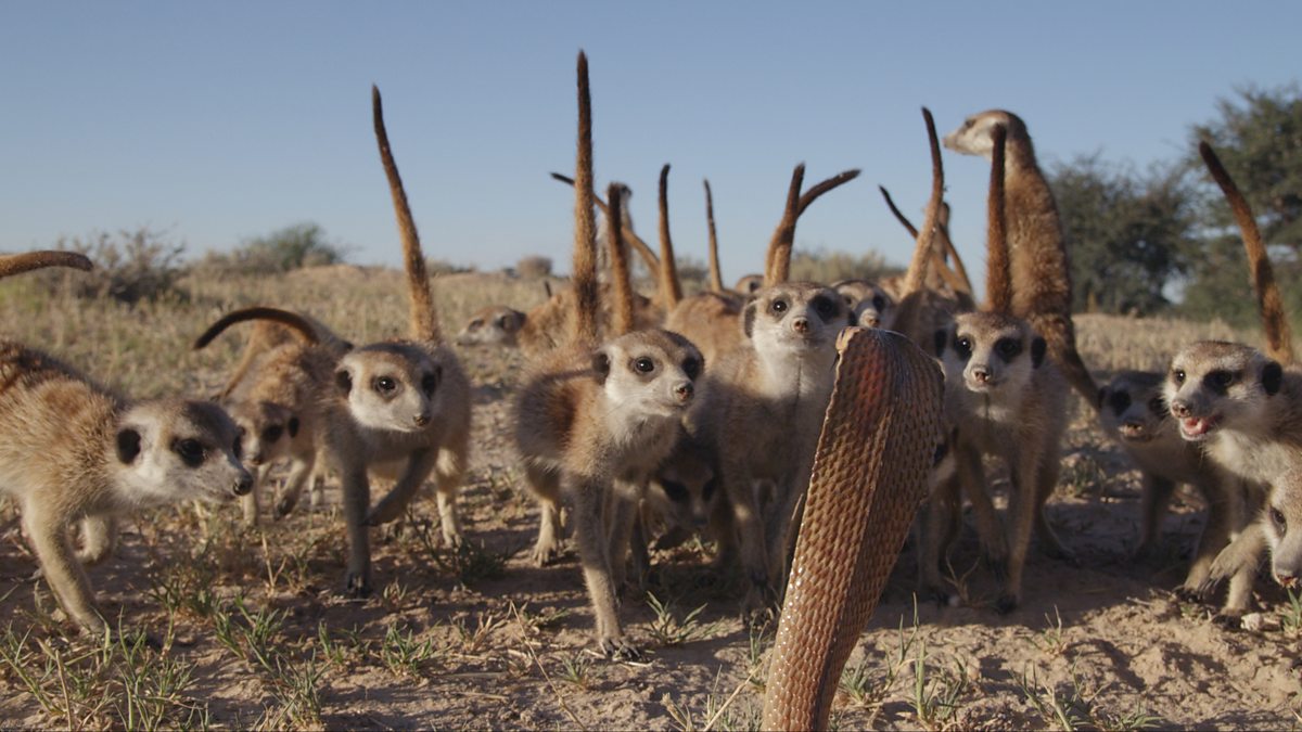BBC - BBC Earth, Meerkat vs Cobra