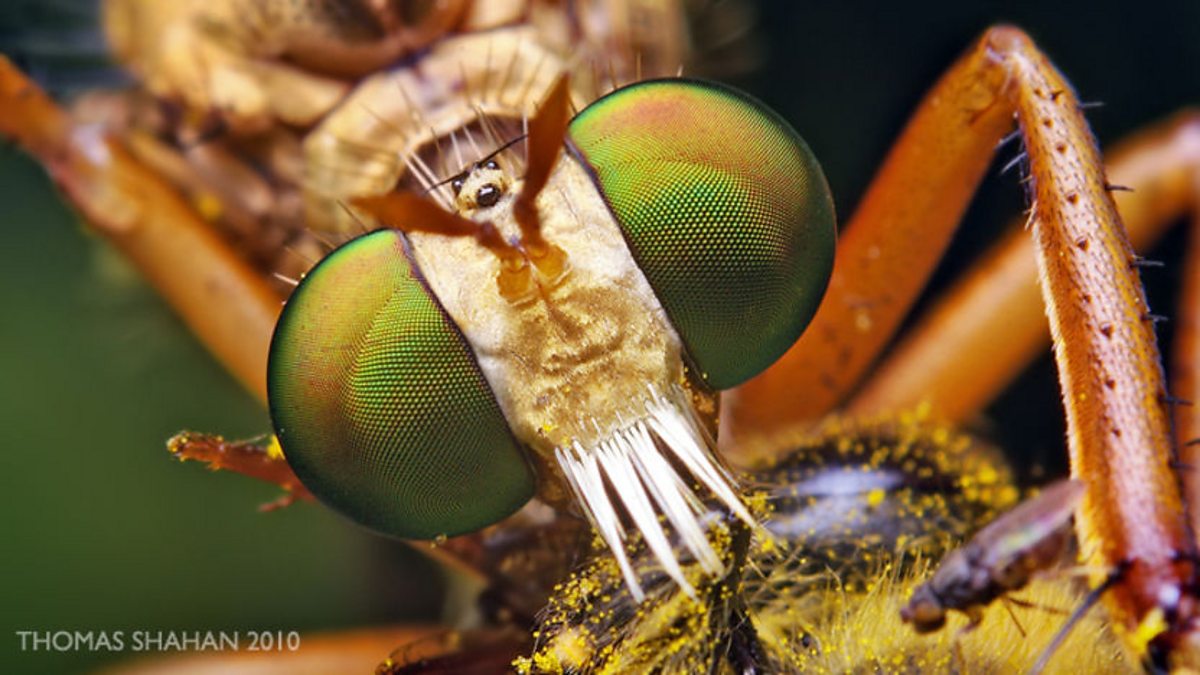 BBC One - Bang Goes the Theory, Series 3, Episode 4, How do compound ...