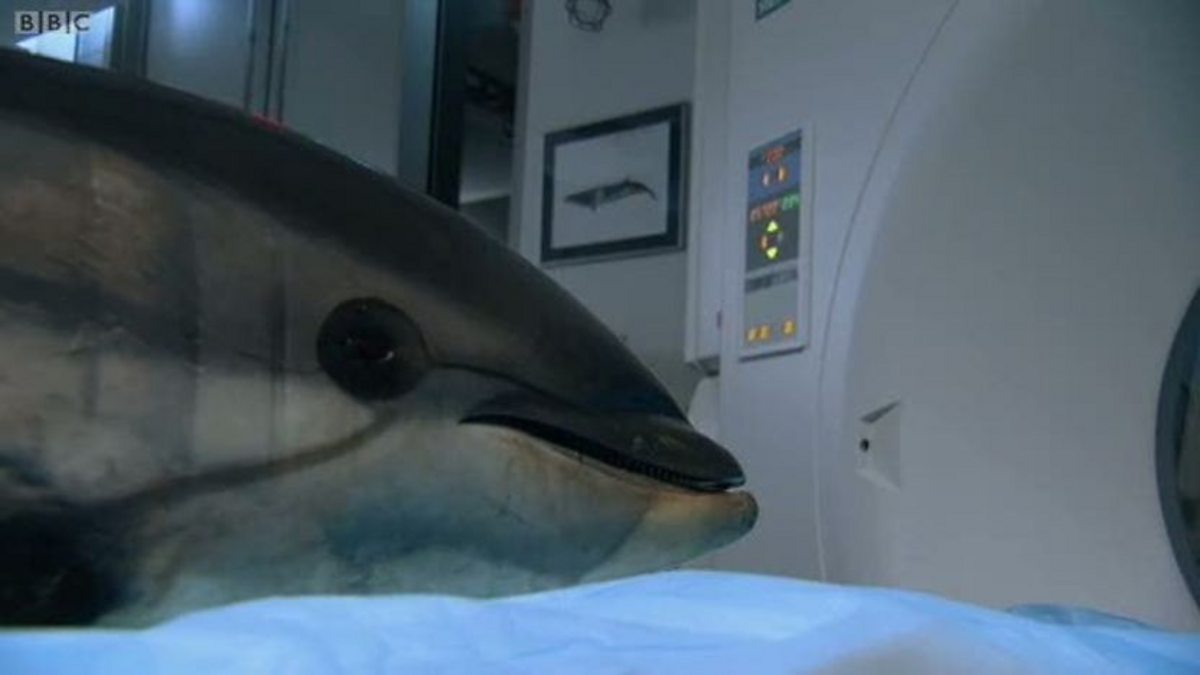 BBC Two - Horizon, 2010-2011, The Death of the Oceans?, Dolphin ...