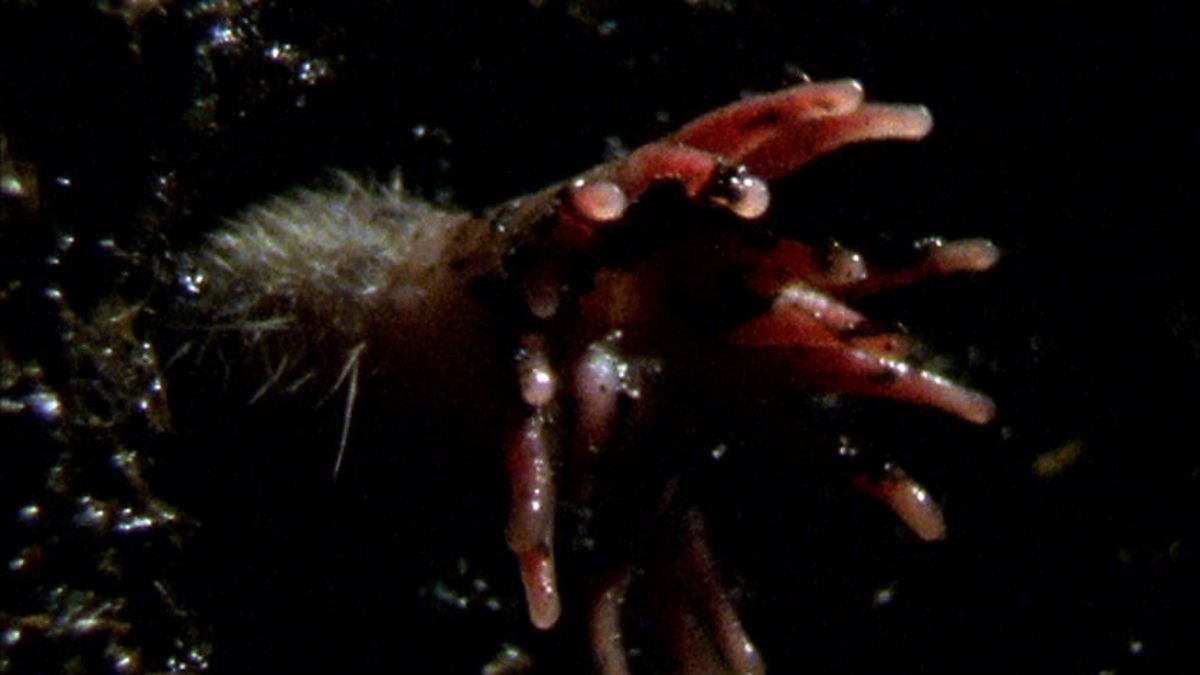 BBC One - Predators, NOWHERE TO HIDE, Nosing around