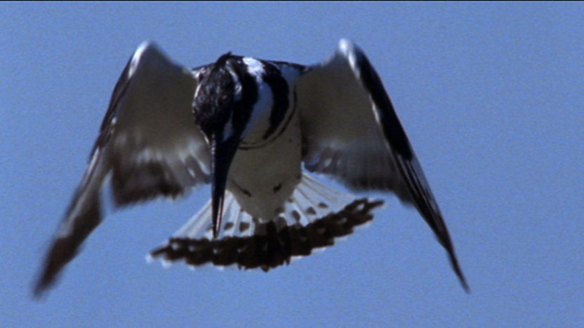 BBC One - Predators, THE SKILLS TO SURVIVE, Faster than fishes