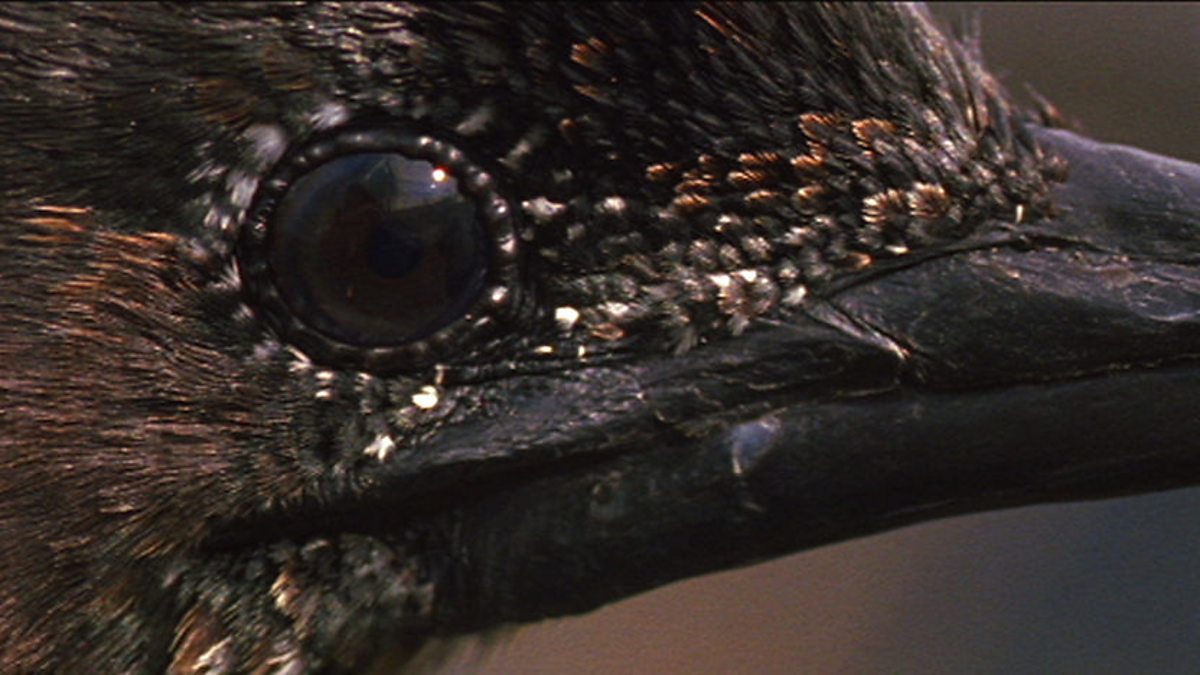 BBC One - Predators, THE SKILLS TO SURVIVE, Swim like a fish