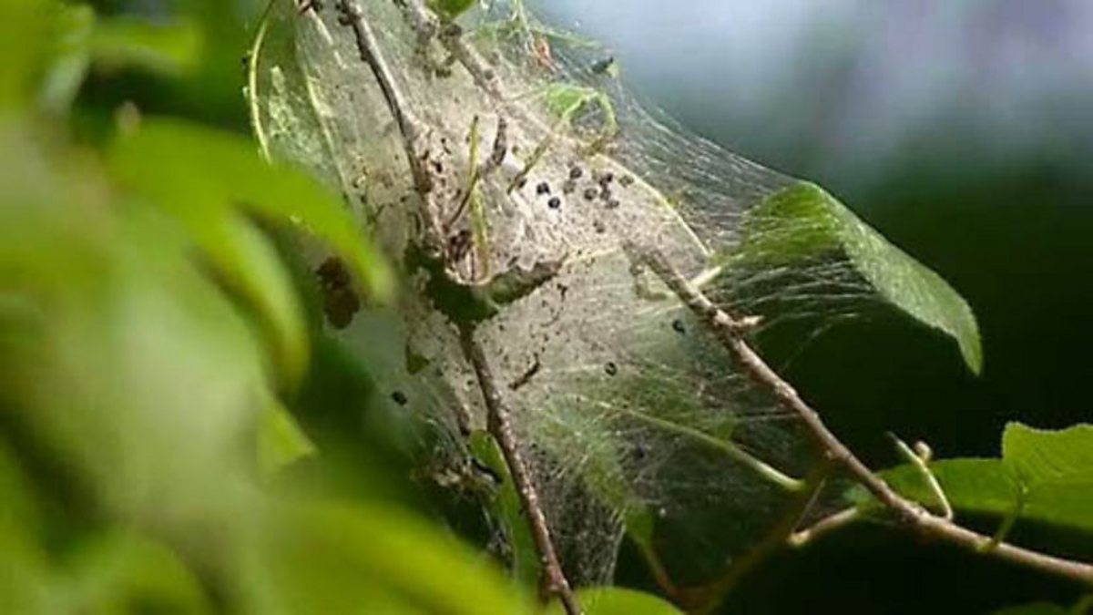 BBC Scotland - Landward, 2010/2011, Episode 13, Landward: Caterpillar ...