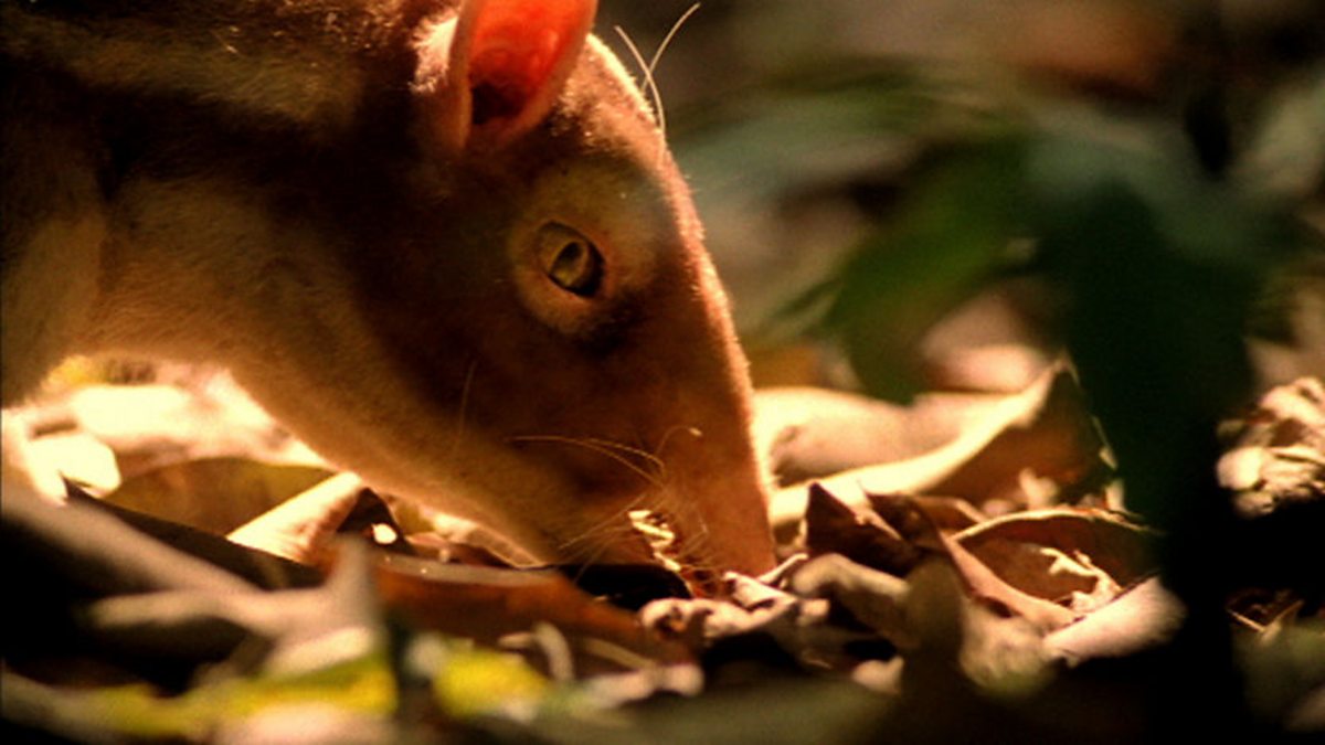 BBC One - Walking with Beasts, Series 1, New Dawn, Live fast, die young