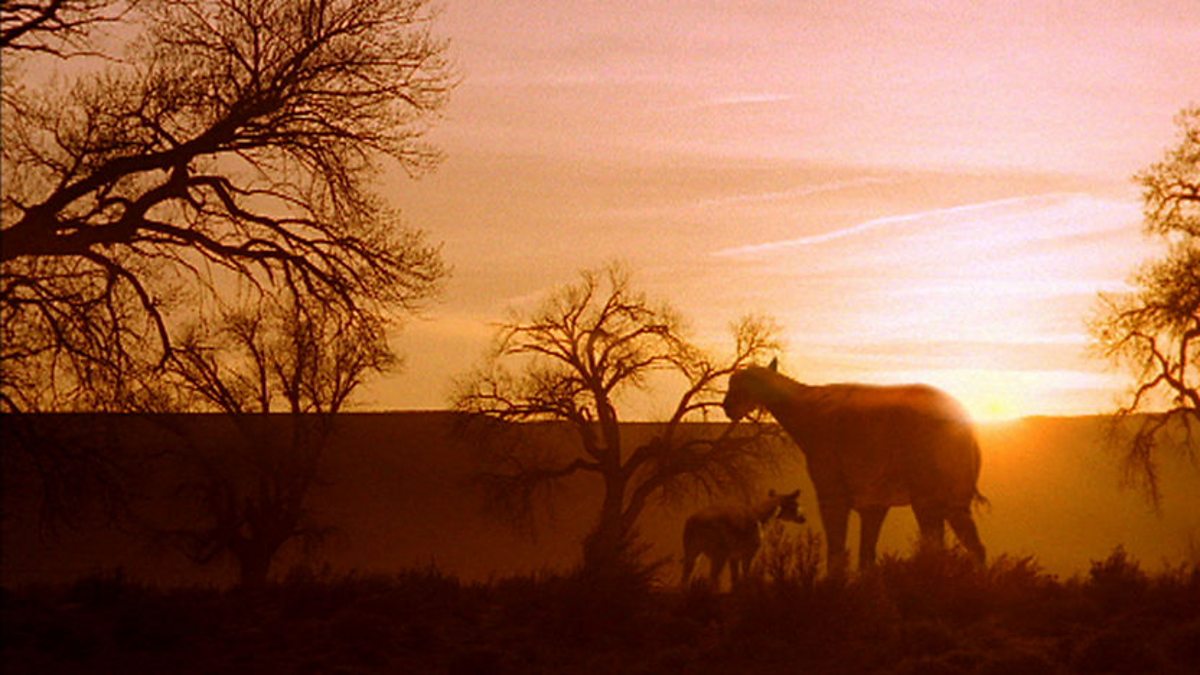 BBC One - Walking with Beasts, Series 1, Land of Giants, Dried up