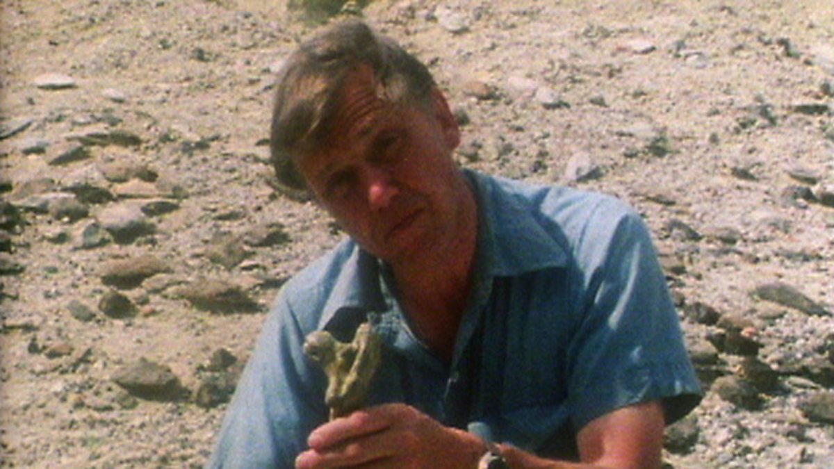 BBC Two - Life on Earth, The ape-man stands upright and uses tools