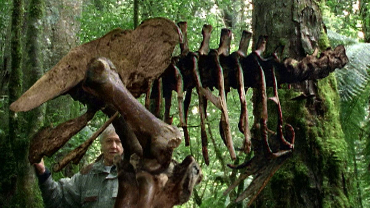 BBC Four - The Life of Birds, To Fly or Not to Fly?, Giants of New Zealand