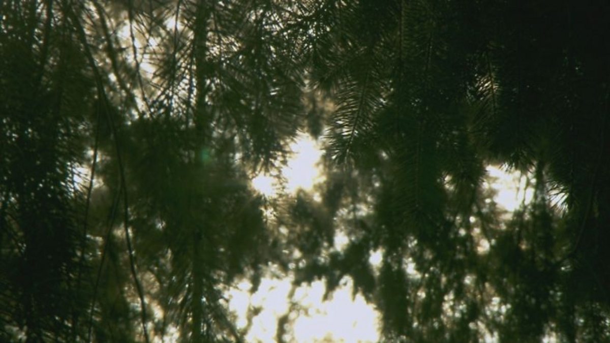 BBC One - Making Scotland's Landscape, Scotland's Trees, Douglas Fir