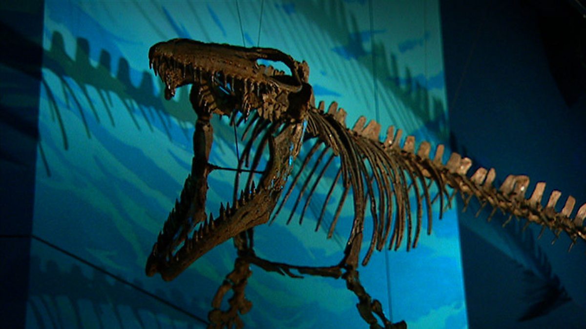 BBC Two - Iolo's Natural History of Wales, Sea, Swamp and Desert, Sea ...