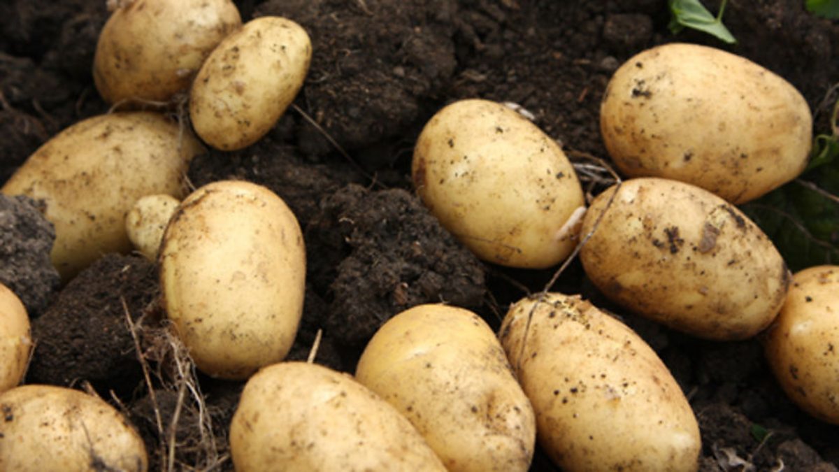 BBC Scotland - Landward, 2010/2011, Episode 15, Landward: SCRI potatoes