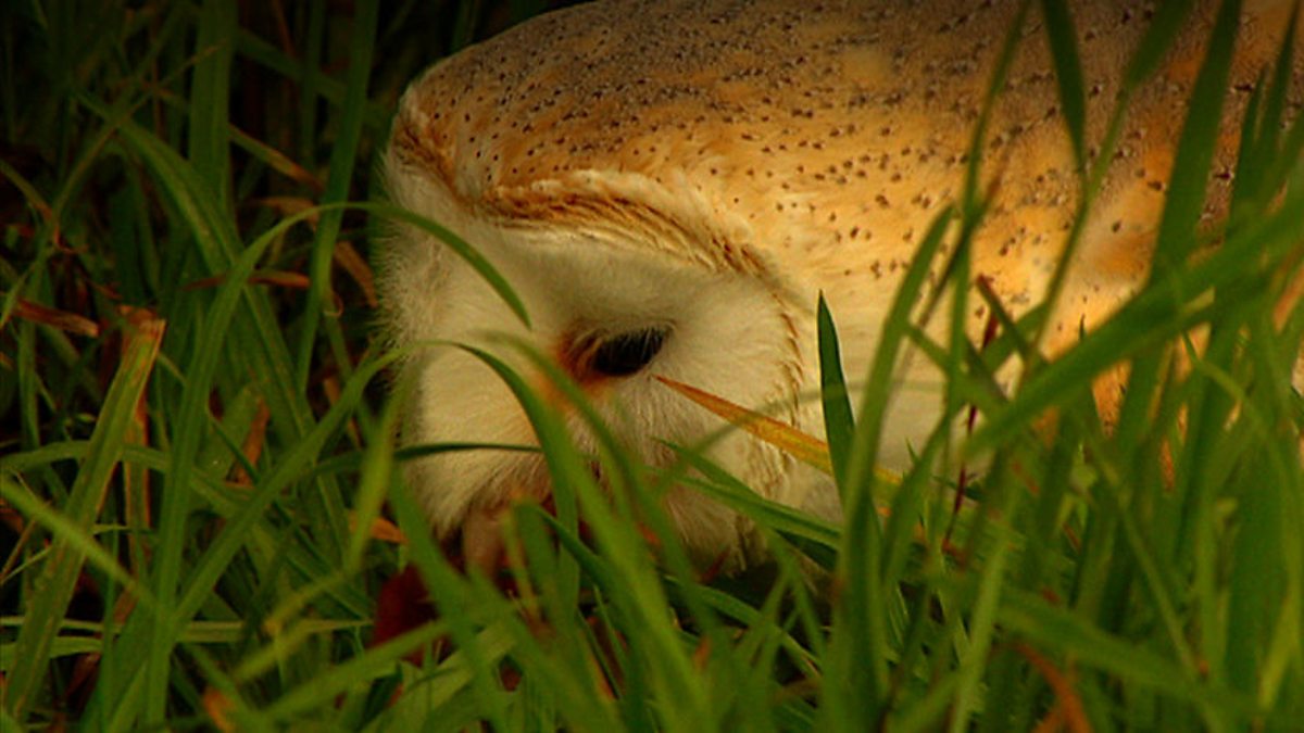 BBC Two - Iolo's Natural History of Wales, Wales In The Ice Age, Rodent ...