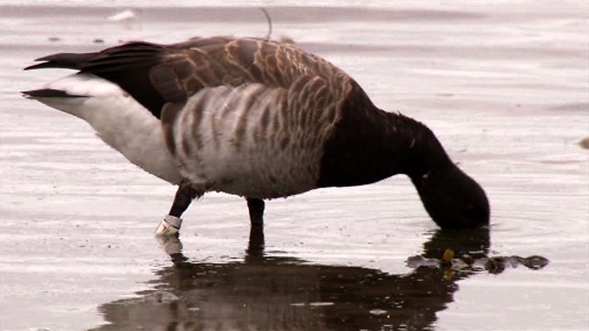 BBC Two - Autumnwatch, 2010, Episode 3, Gobbling geese