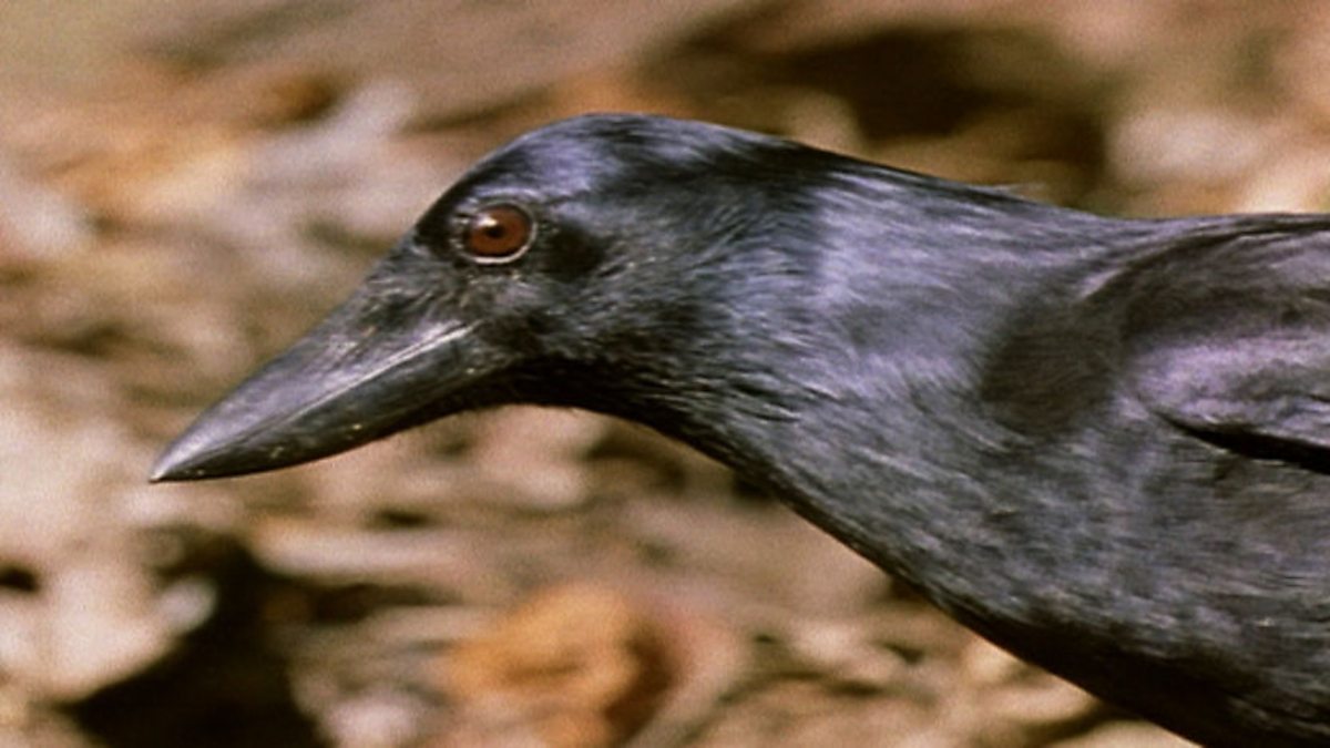 BBC Four - The Life of Birds, The Insatiable Appetite, Crow bars