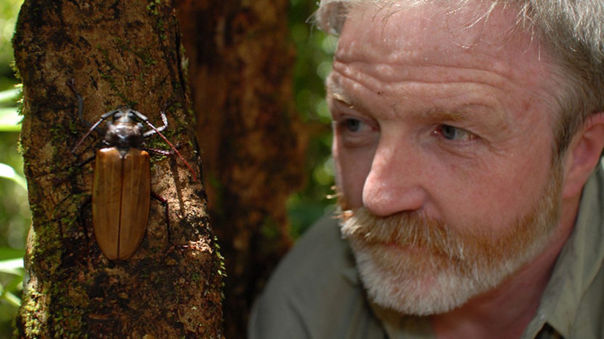 BBC - BBC Wildlife Finder, George's marvellous minibeasts