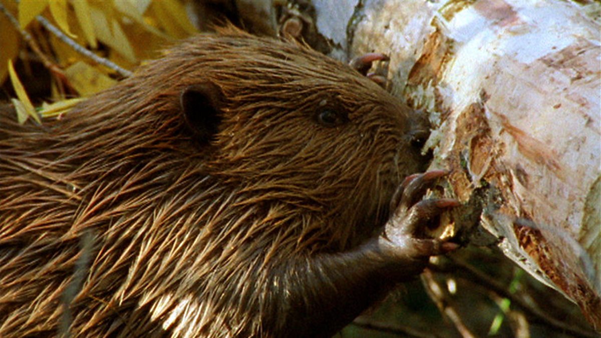 BBC One - The Life of Mammals, Chisellers, Dam builders