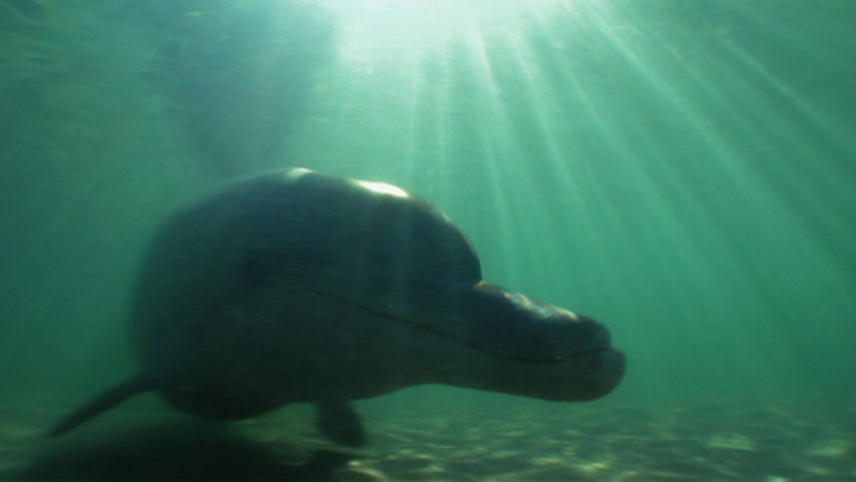 BBC Two - Natural World, 2010-2011, The Dolphins of Shark Bay, Shallow ...