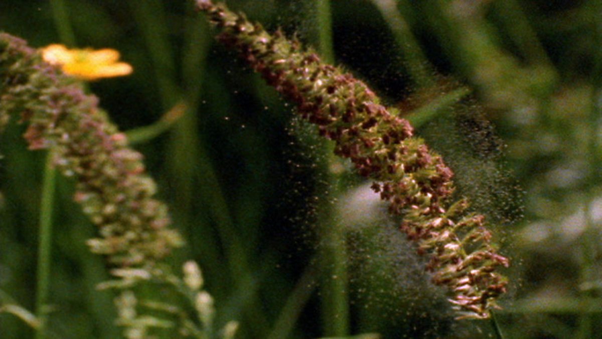 BBC One - British Isles: A Natural History, Islands Apart, Pollen record